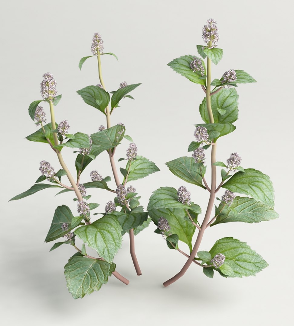 Flowering Mint 3d Max