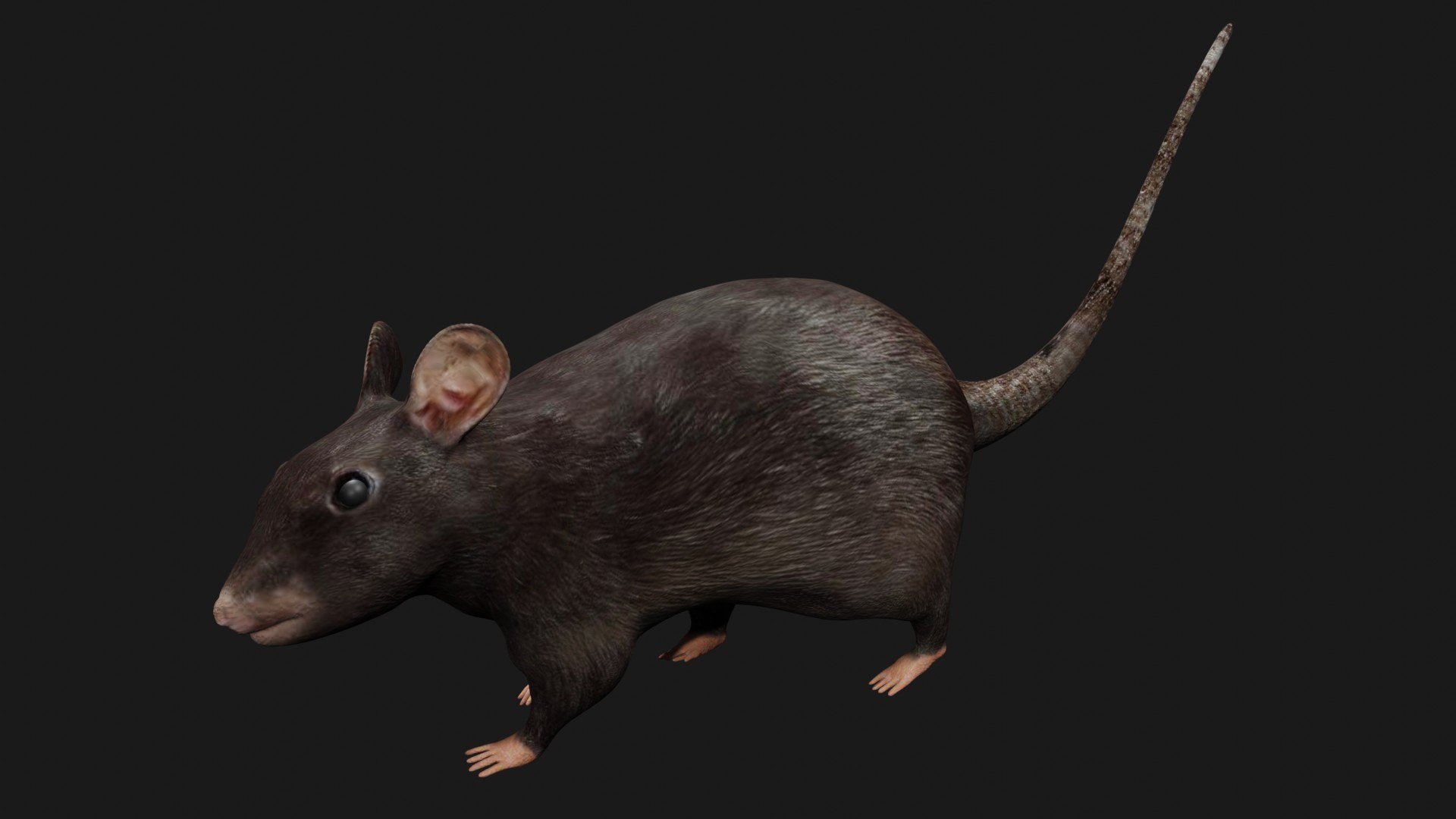 Black Mouse Rigged Model - TurboSquid 1659774