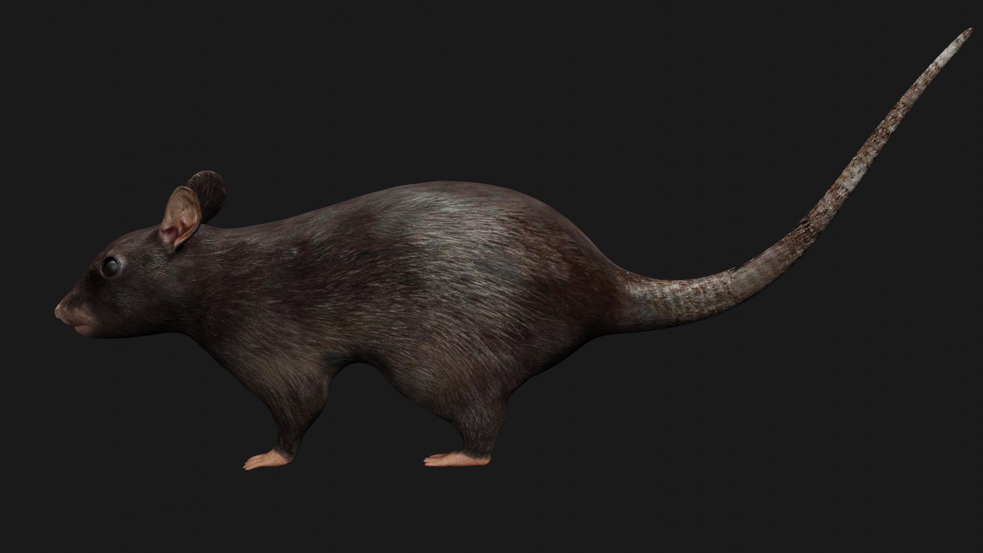 Black Mouse Rigged Model - TurboSquid 1659774