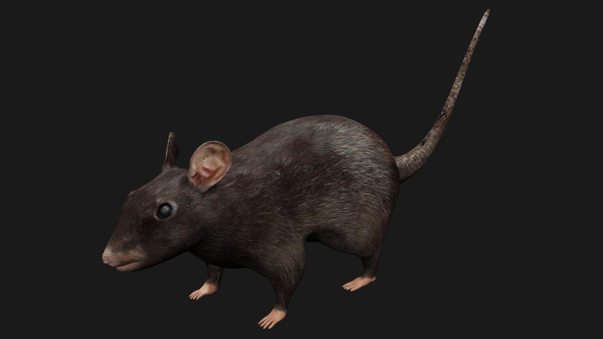 Black Mouse Rigged Model - TurboSquid 1659774