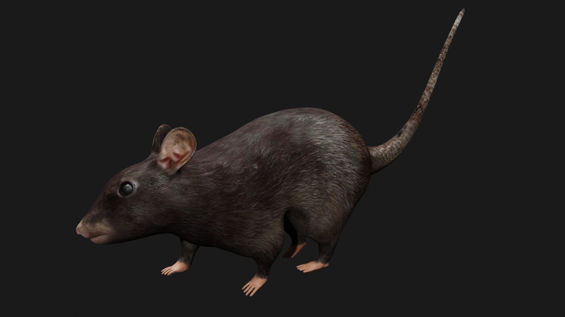 Black Mouse Rigged Model - TurboSquid 1659774