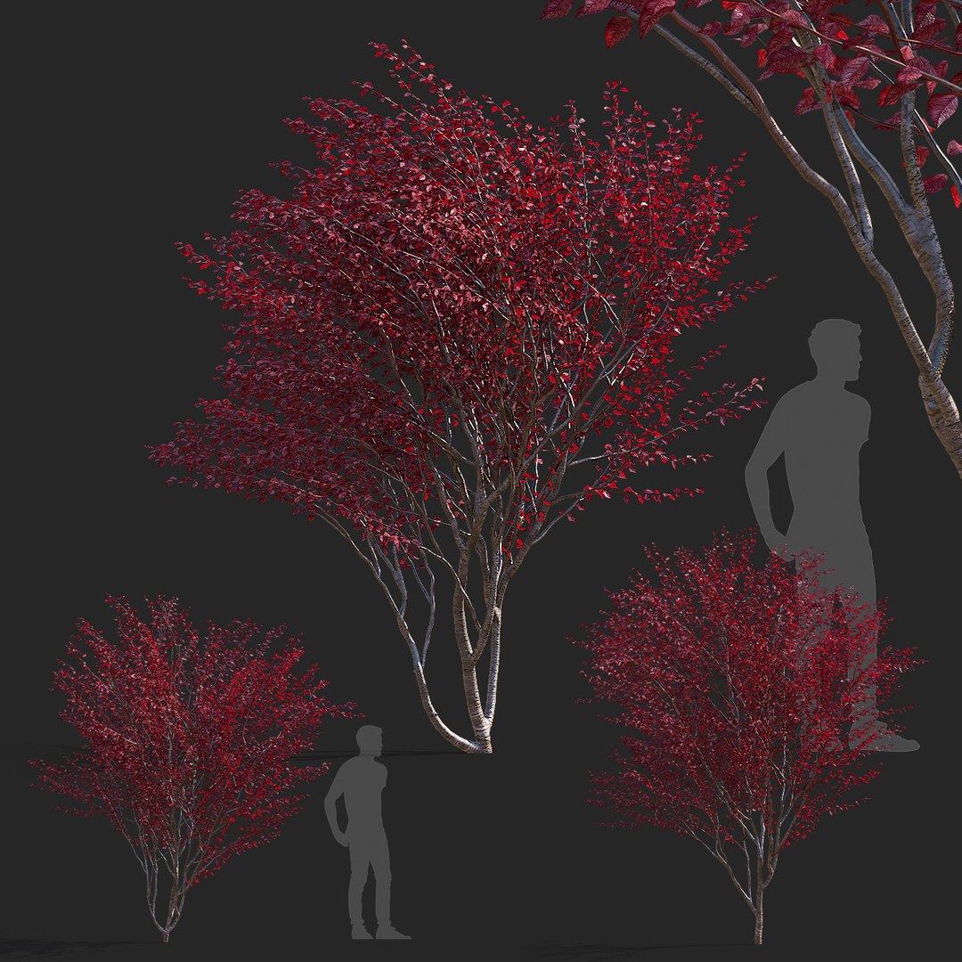 3D Prunus cerasifera Pissardi model - TurboSquid 2162591