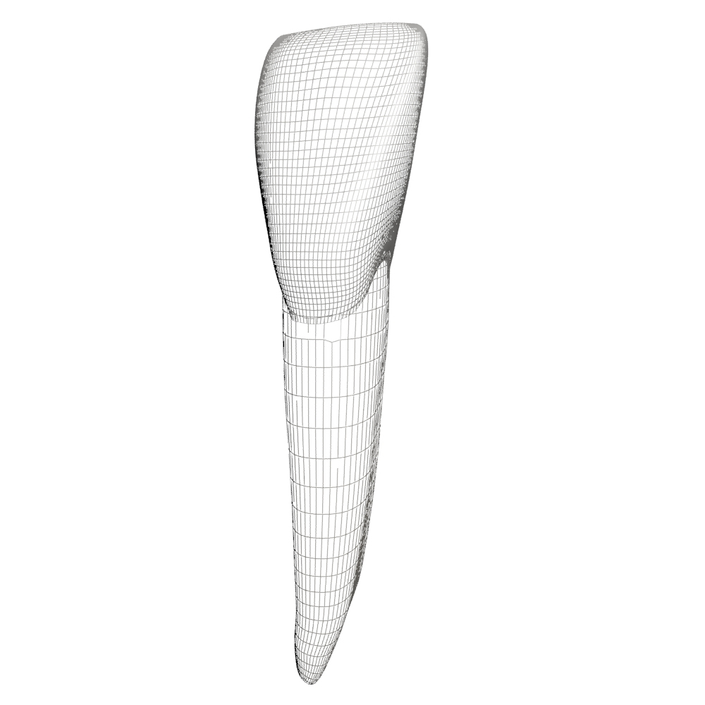 3d incisor model