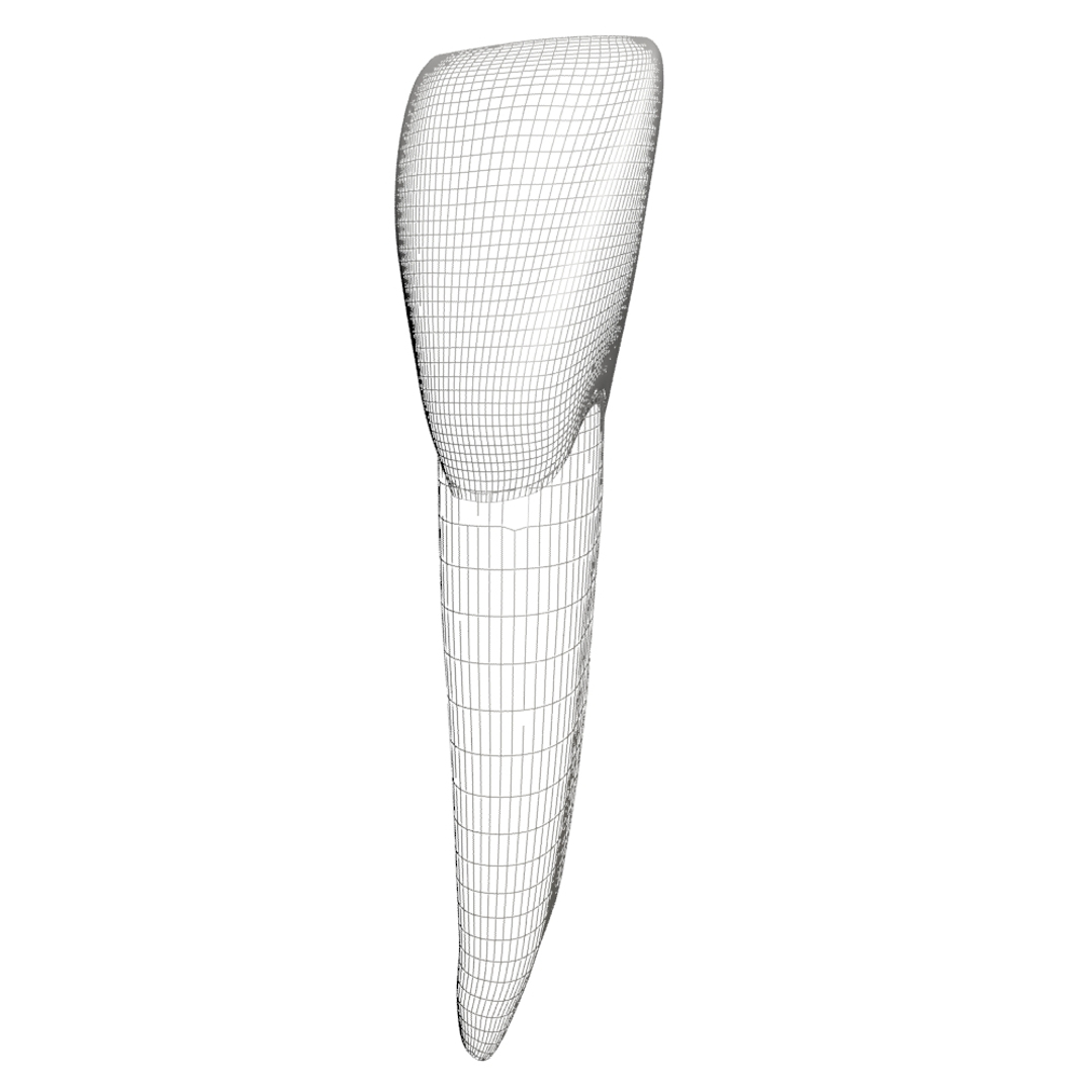 3d incisor model