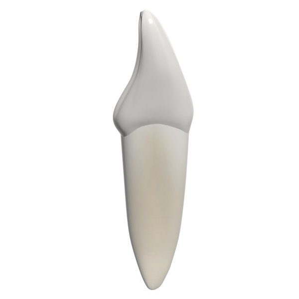 3d incisor model