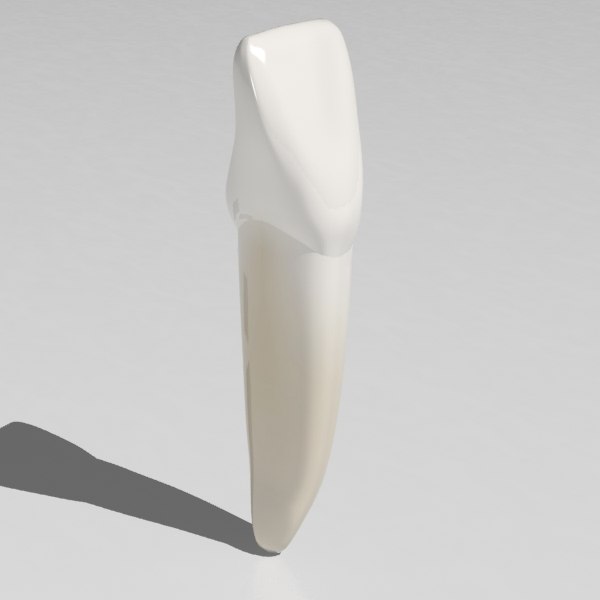 3d incisor model