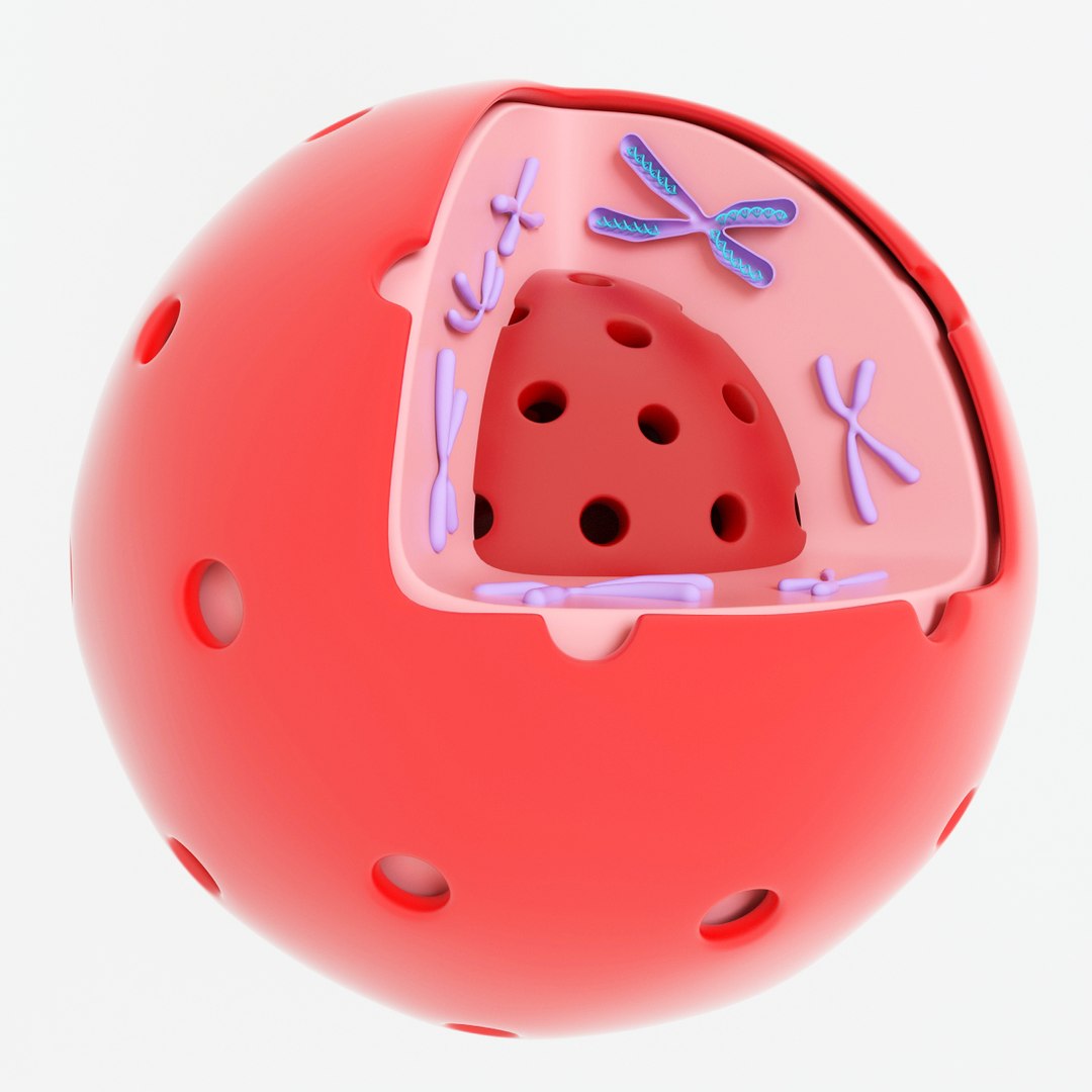 Cell 3d Model