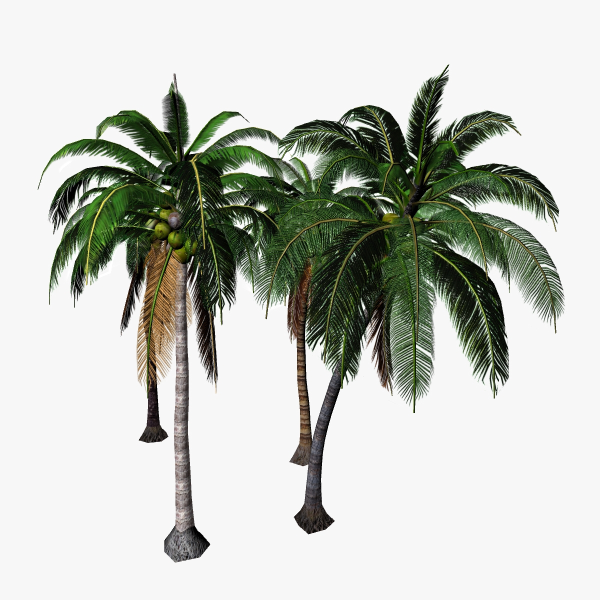 Coconut tree 3D model - TurboSquid 1428862