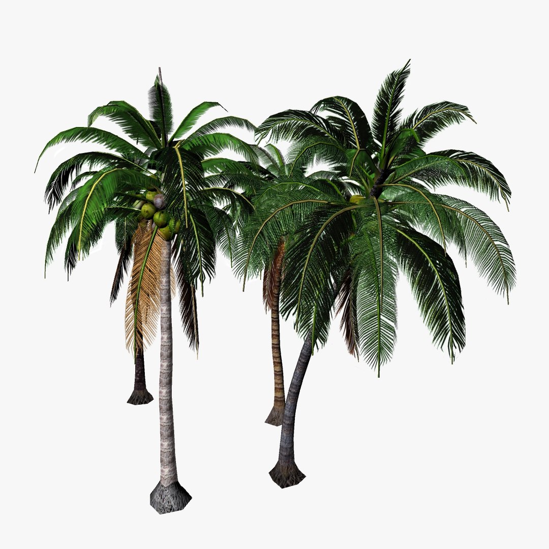 Coconut Tree 3D Model - TurboSquid 1428862