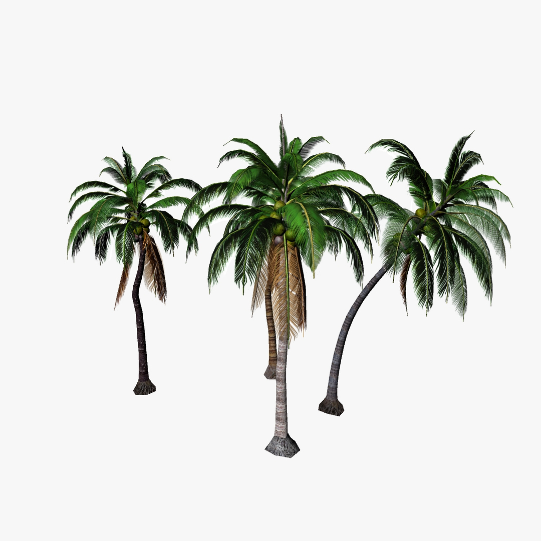 Coconut Tree 3D Model - TurboSquid 1428862