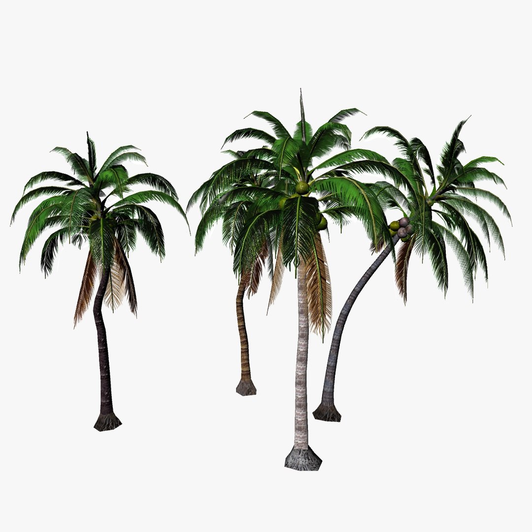 Coconut Tree 3D Model - TurboSquid 1428862