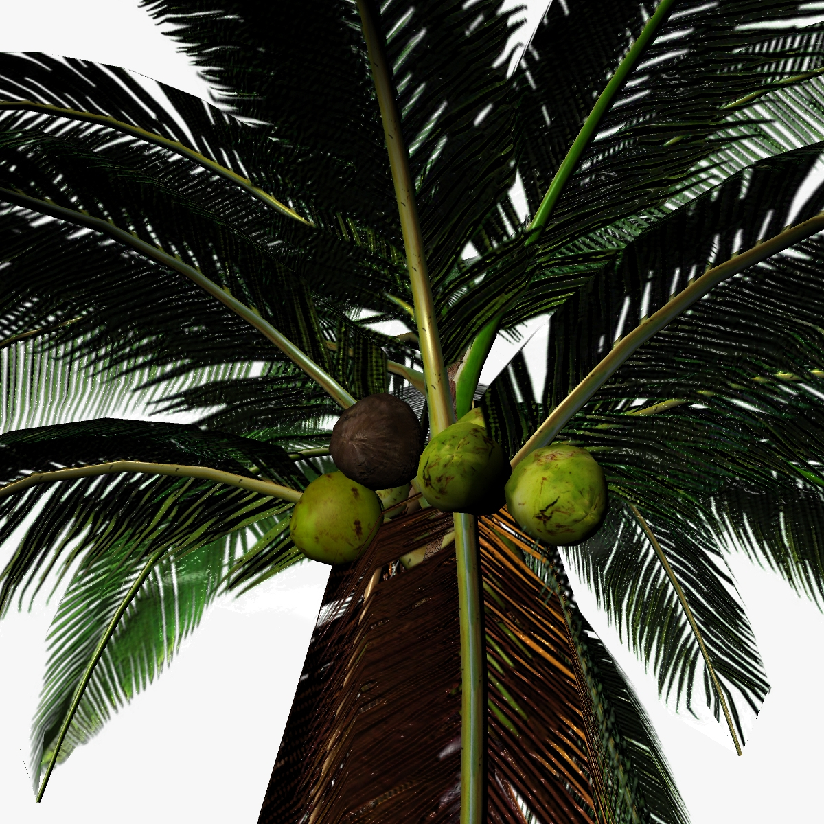 Coconut tree 3D model - TurboSquid 1428862