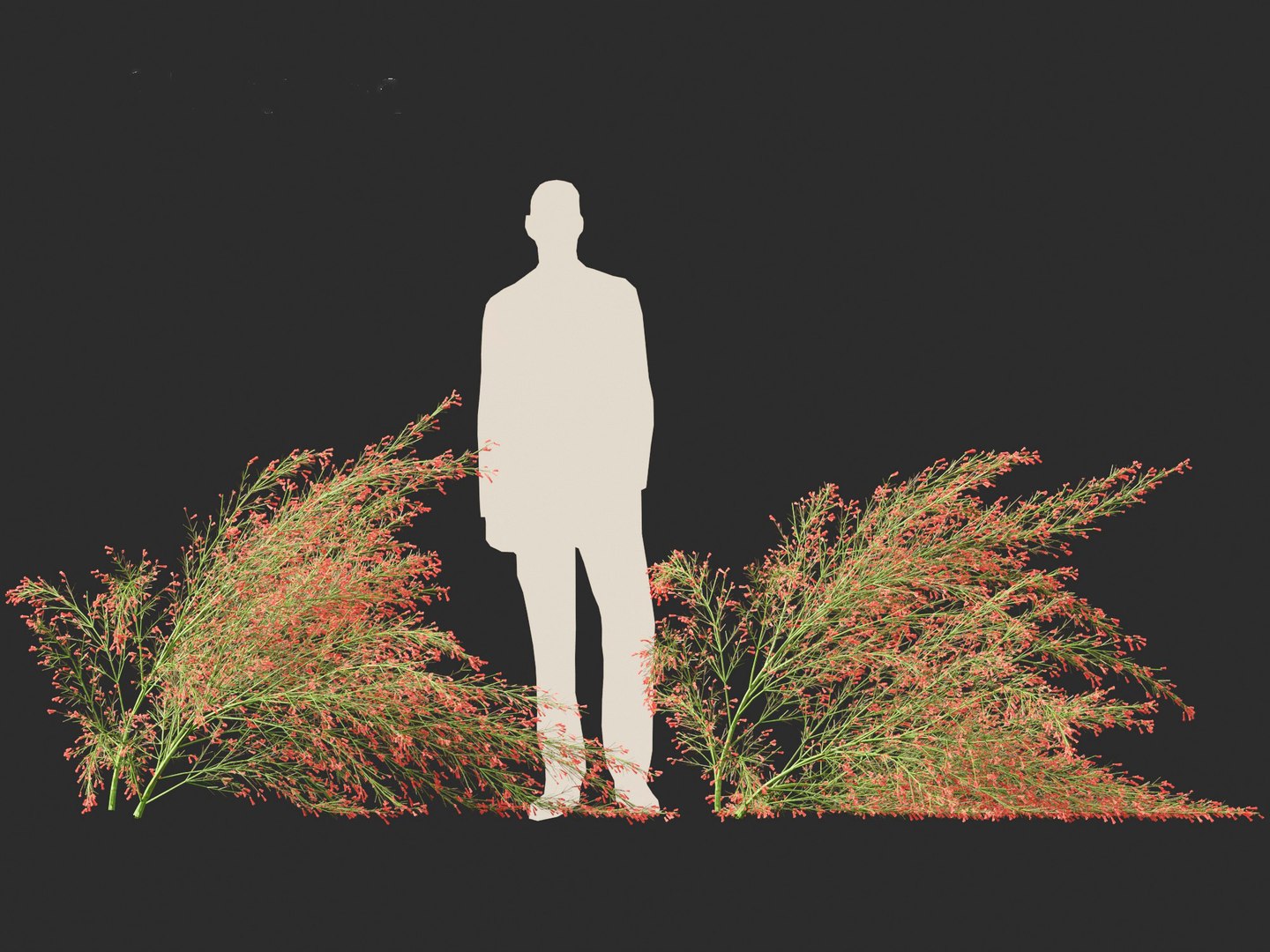 3D Russelia Equisetiformis - Coral Plant Firecracker Model - TurboSquid ...