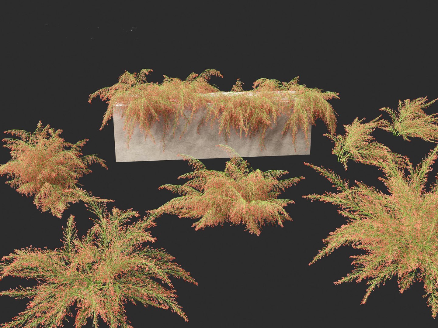 3D Russelia Equisetiformis - Coral Plant Firecracker Model - TurboSquid ...