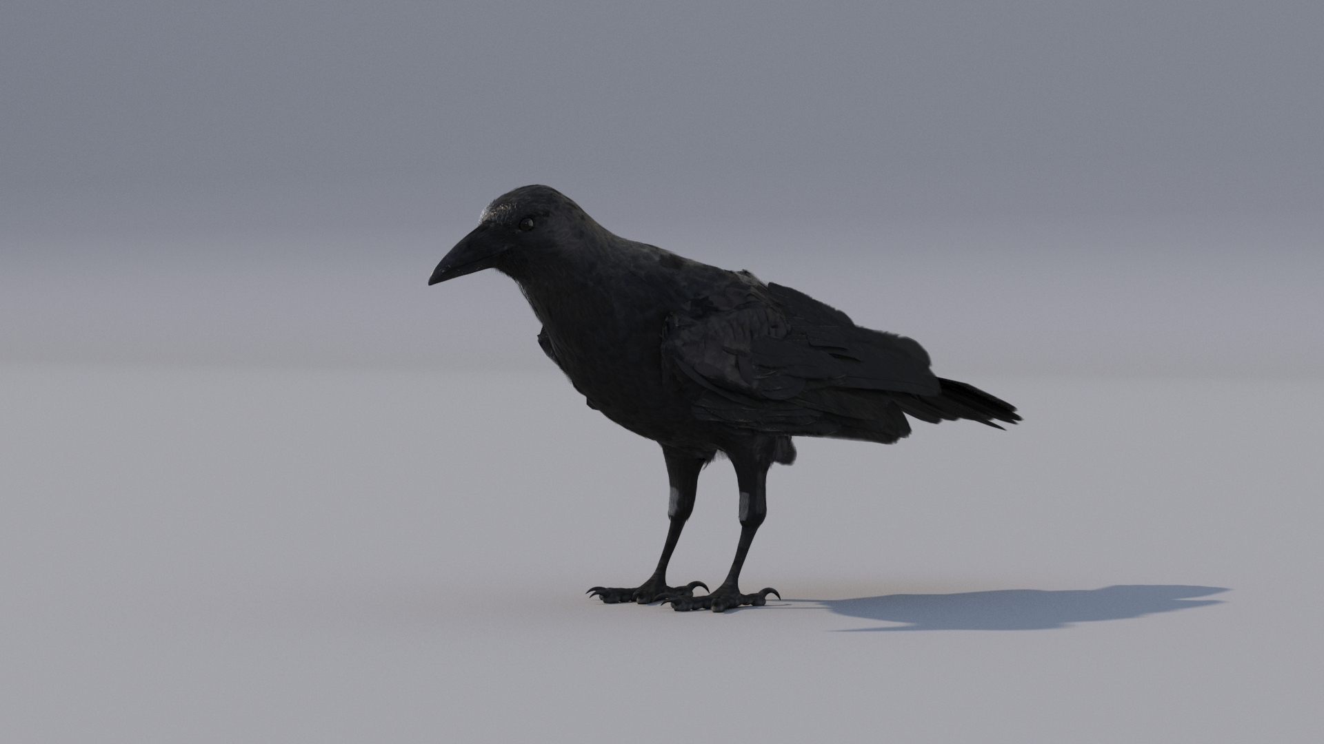 3D Crow Animations - TurboSquid 1437323