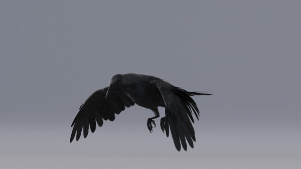 modelo 3d Cuervo Animado - TurboSquid 1437323