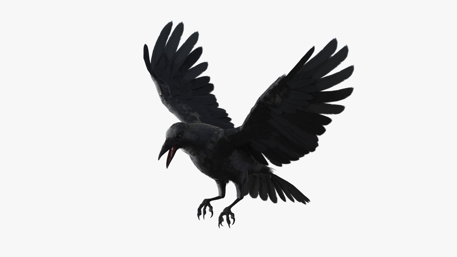 3D crow animations - TurboSquid 1437323