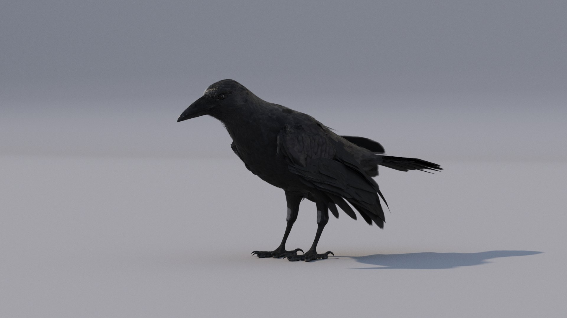 3D crow animations - TurboSquid 1437323