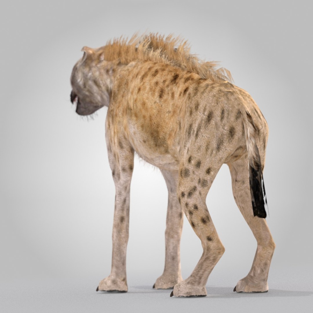 spotted hyena rig animation 3d max