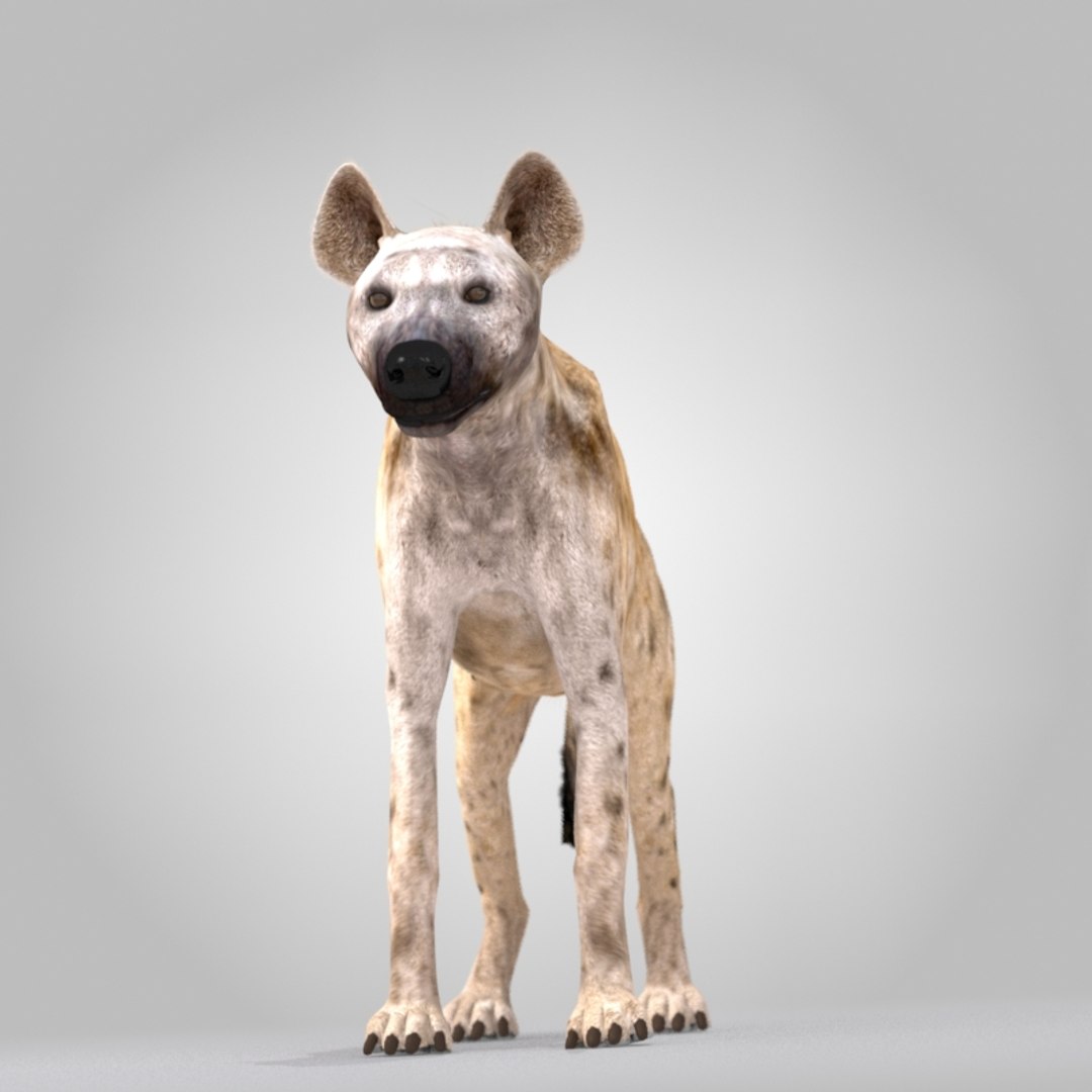 spotted hyena rig animation 3d max