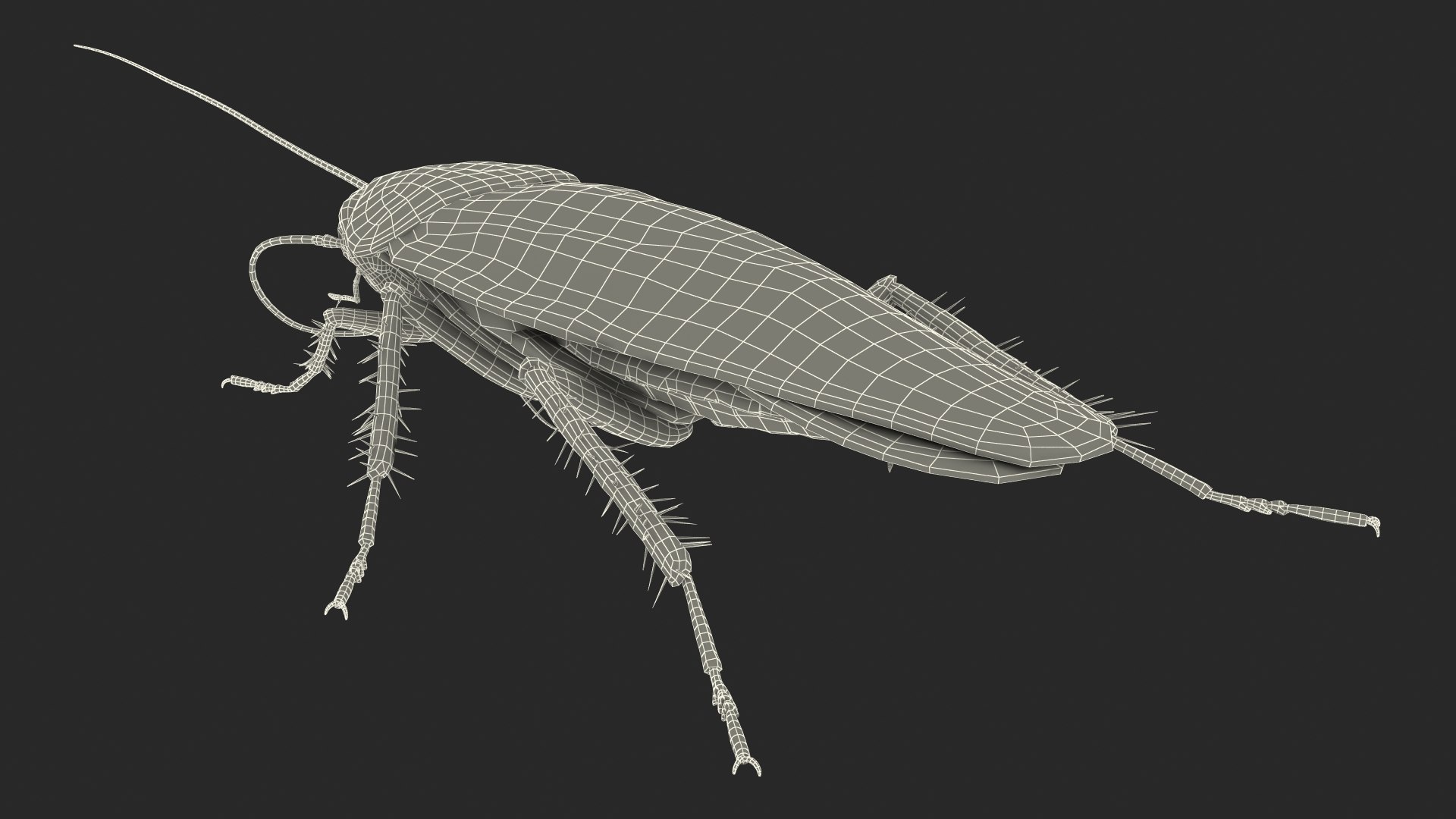 Cockroach Cleans Mustache Bug 3D Model - TurboSquid 1487140