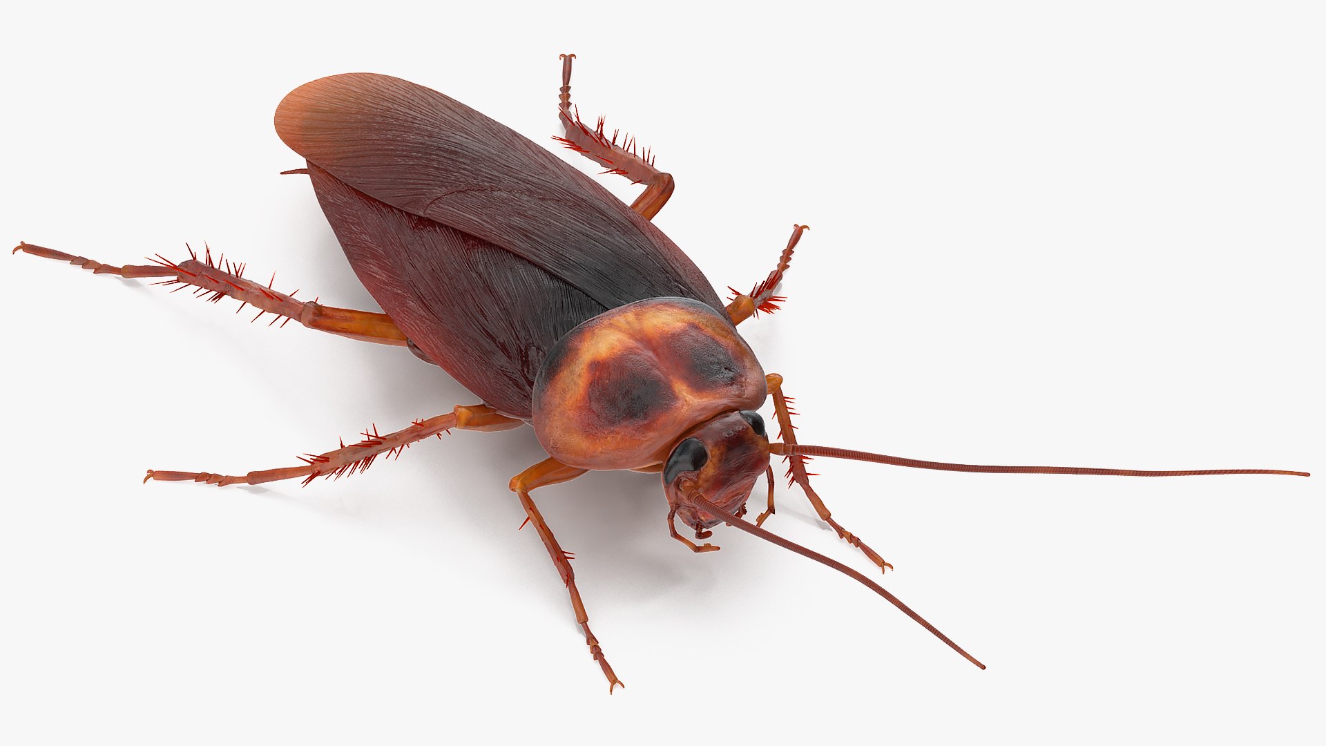 Cockroach cleans mustache bug 3D model - TurboSquid 1487140