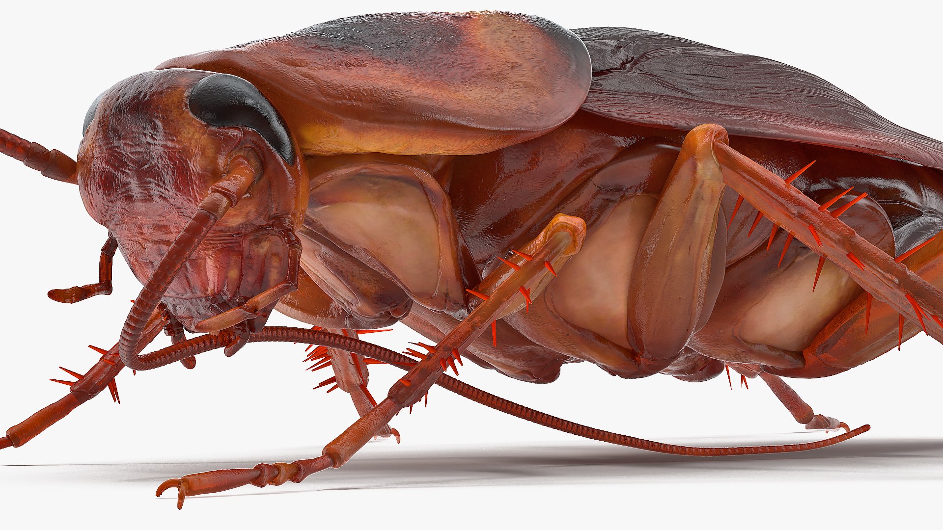 Cockroach cleans mustache bug 3D model - TurboSquid 1487140