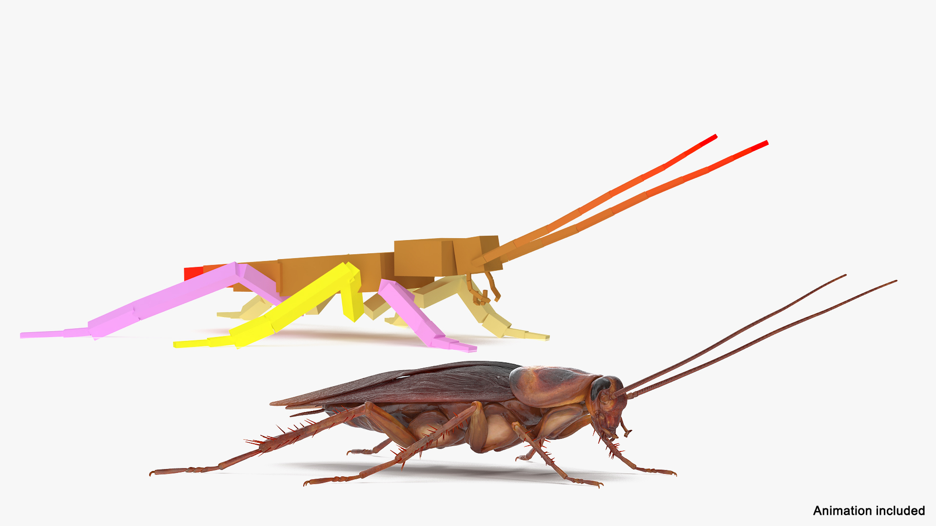 Cockroach cleans mustache bug 3D model - TurboSquid 1487140