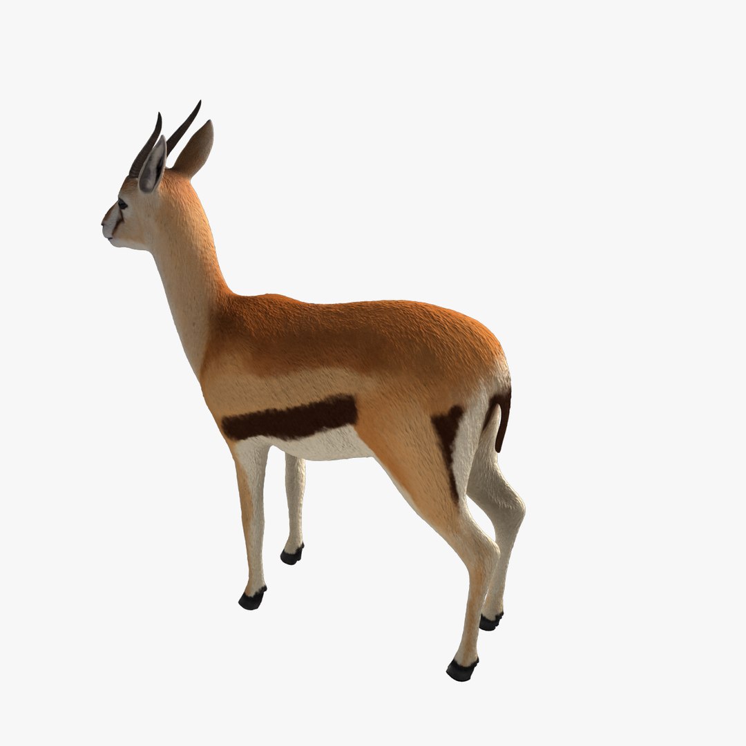 3d Model Fawn Gazelle