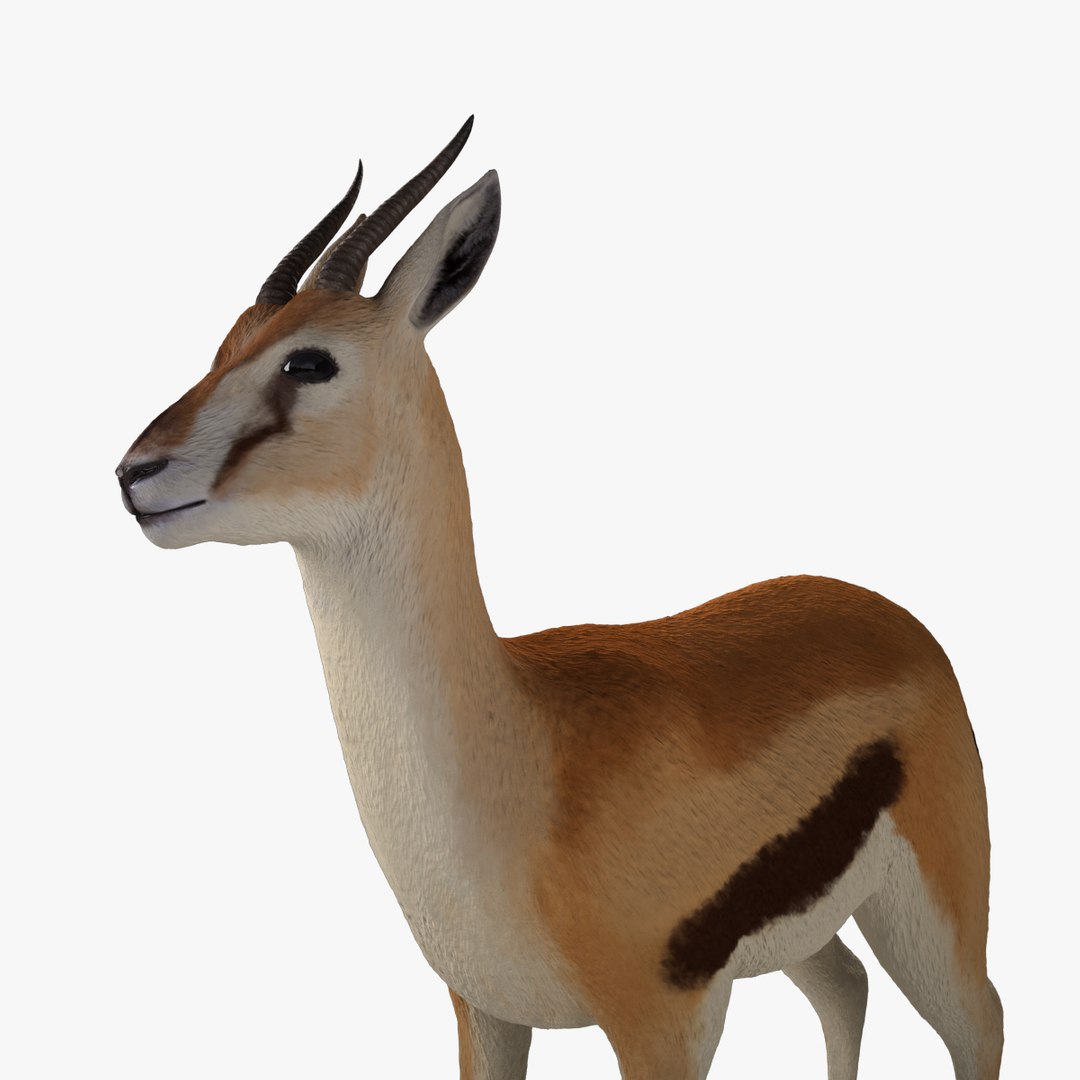 3d Model Fawn Gazelle