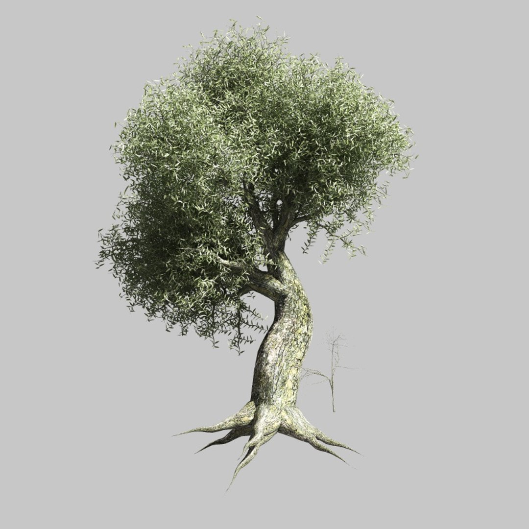 3d Model Olive Tree