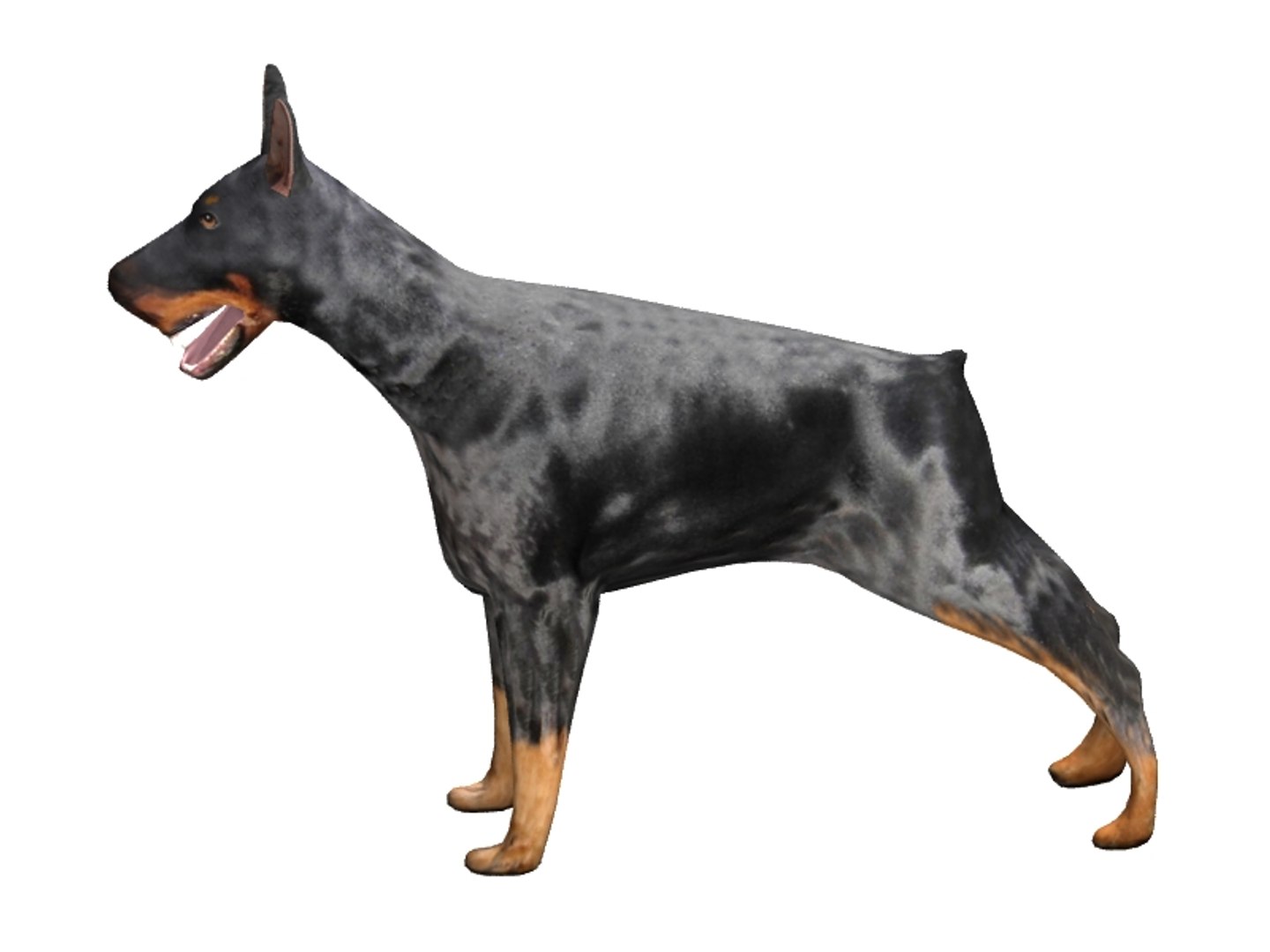 3d Canine Doberman Dog Model
