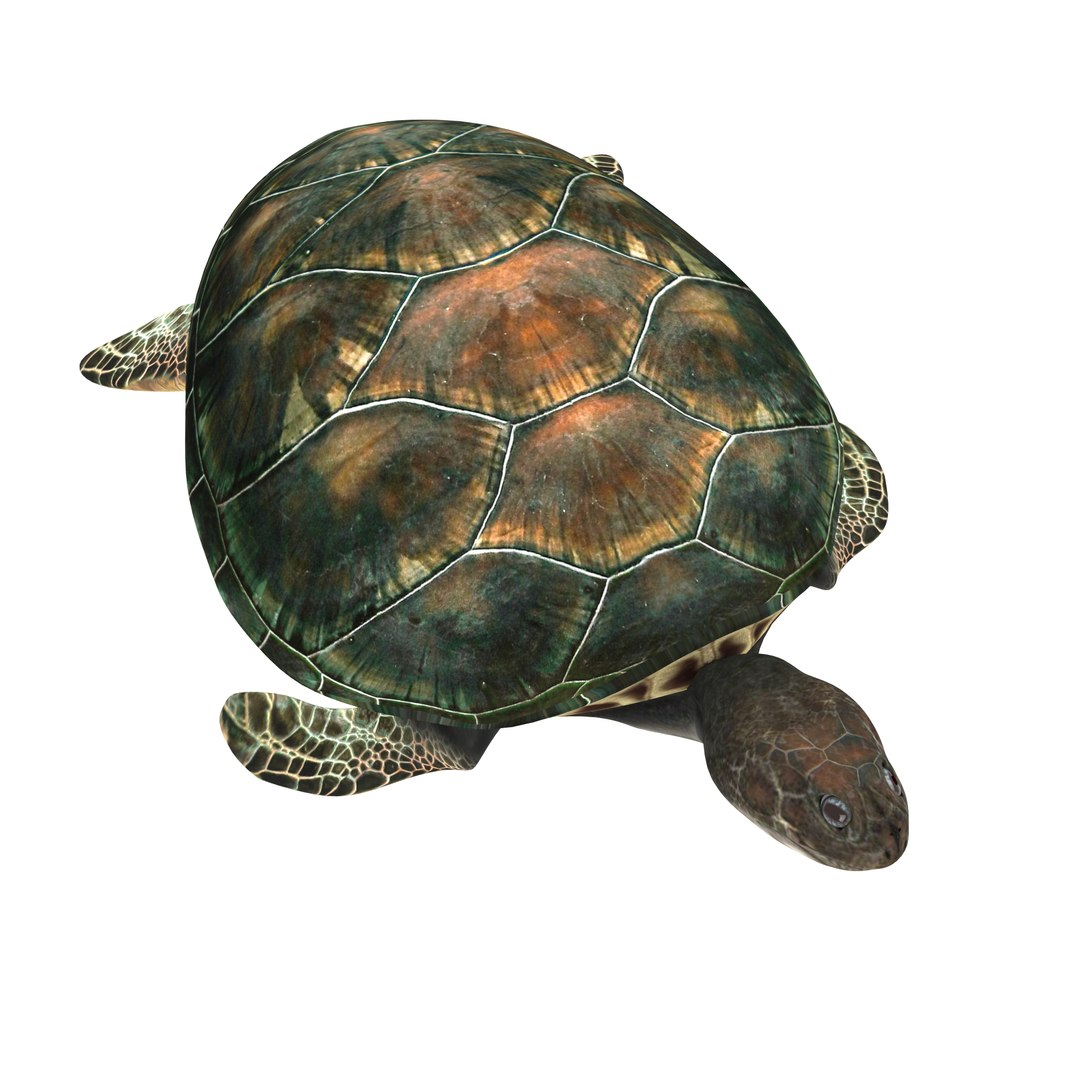 Sea Turtle 3D Model - TurboSquid 1337904