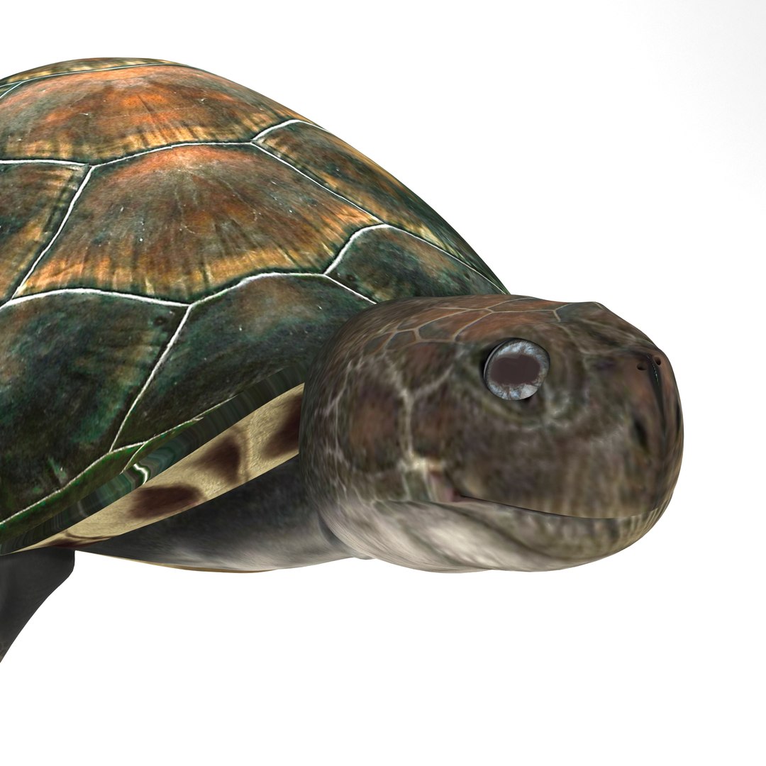Sea Turtle 3D Model - TurboSquid 1337904