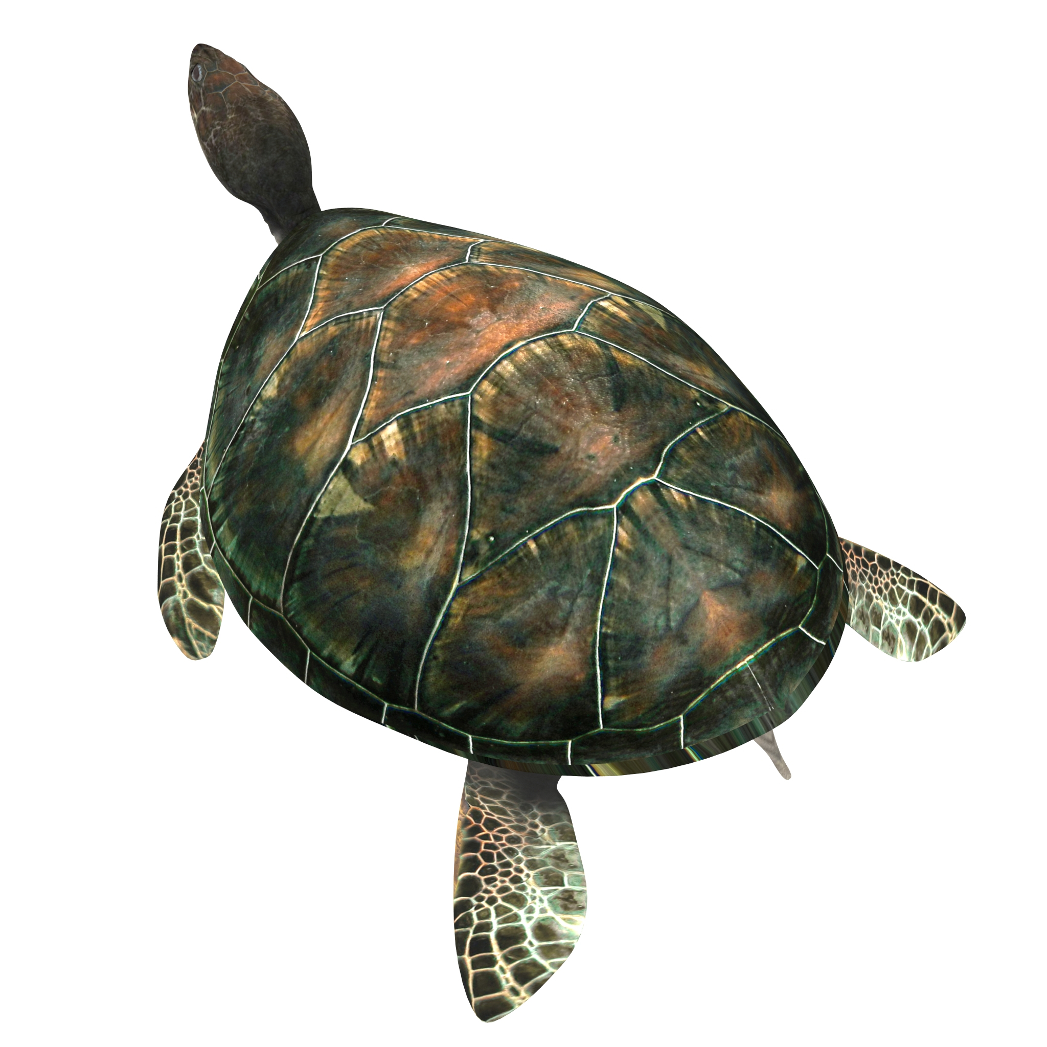 Sea turtle 3D model - TurboSquid 1337904