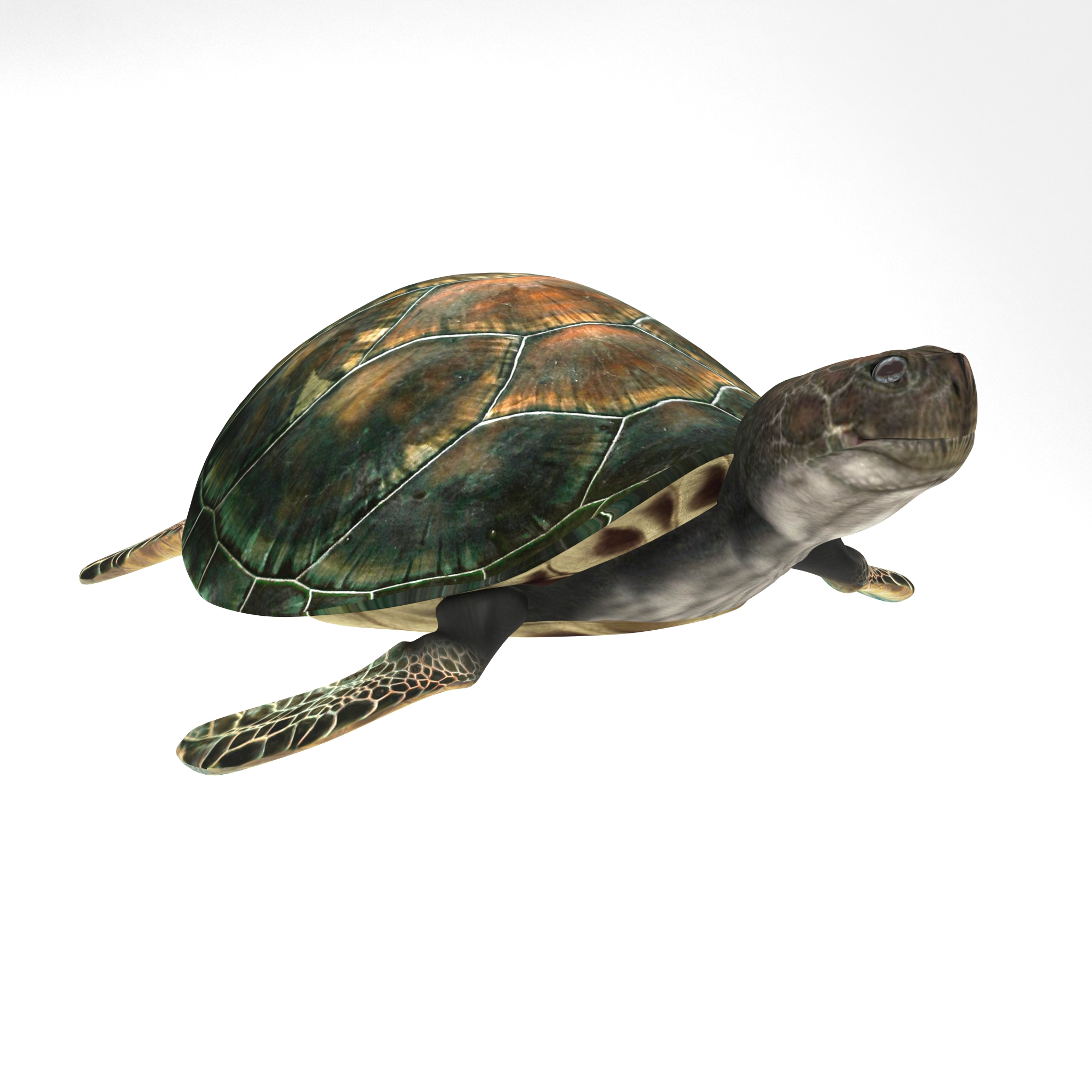 Sea turtle 3D model - TurboSquid 1337904