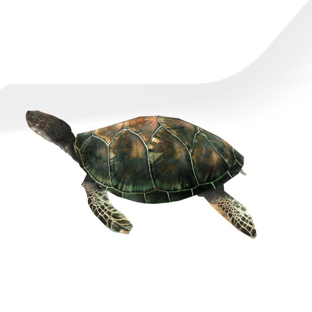 Sea turtle 3D model - TurboSquid 1337904