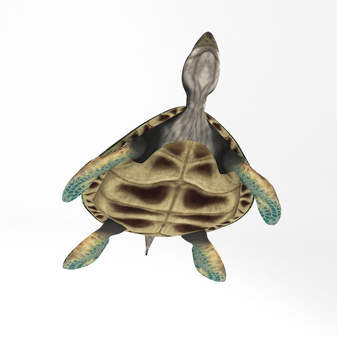 Sea Turtle 3D Model - TurboSquid 1337904