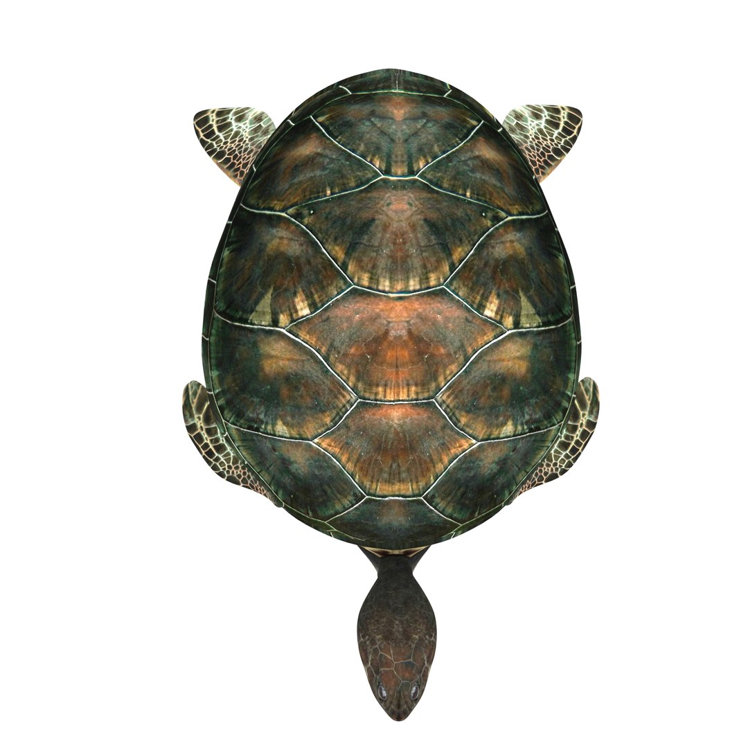 Sea Turtle 3D Model - TurboSquid 1337904