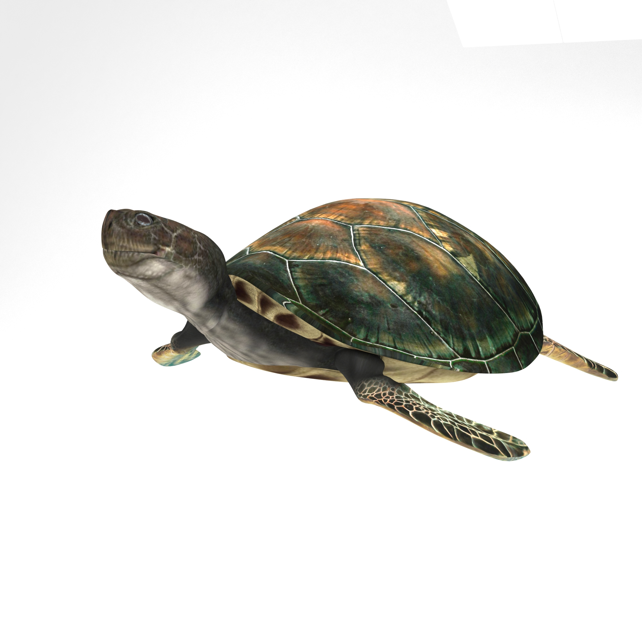Sea turtle 3D model - TurboSquid 1337904