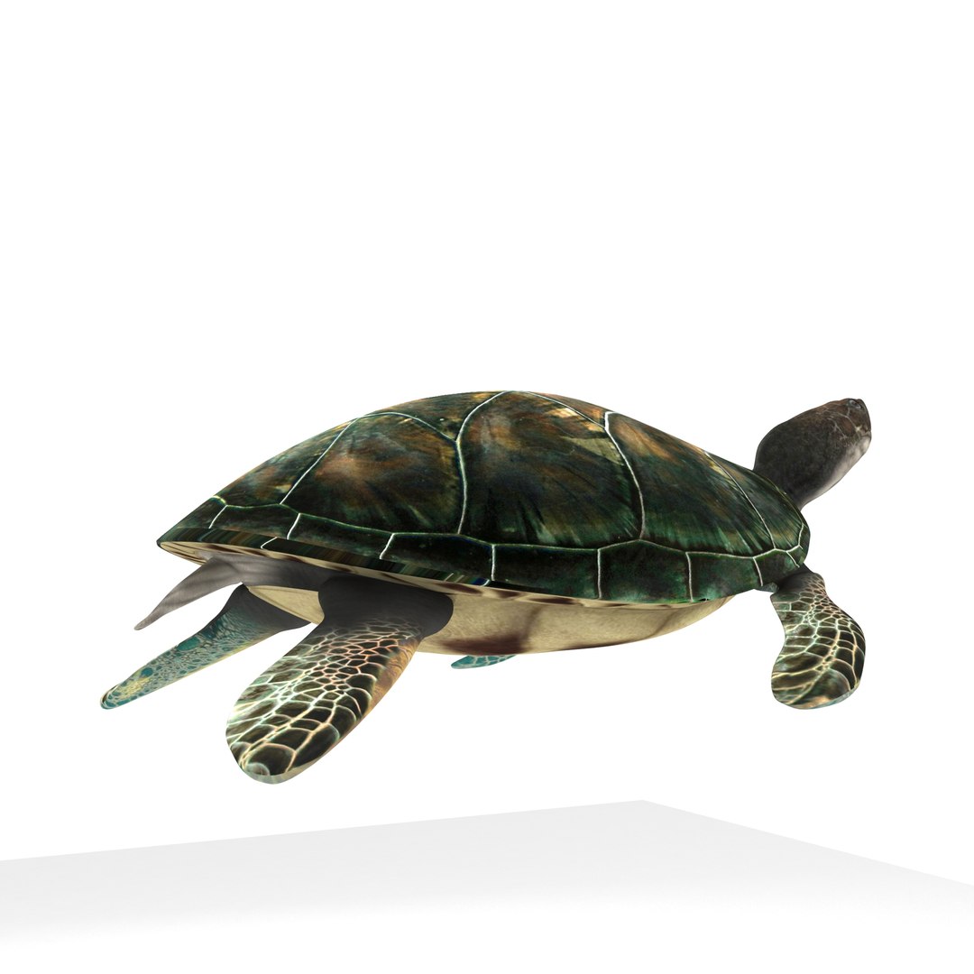 Sea Turtle 3D Model - TurboSquid 1337904