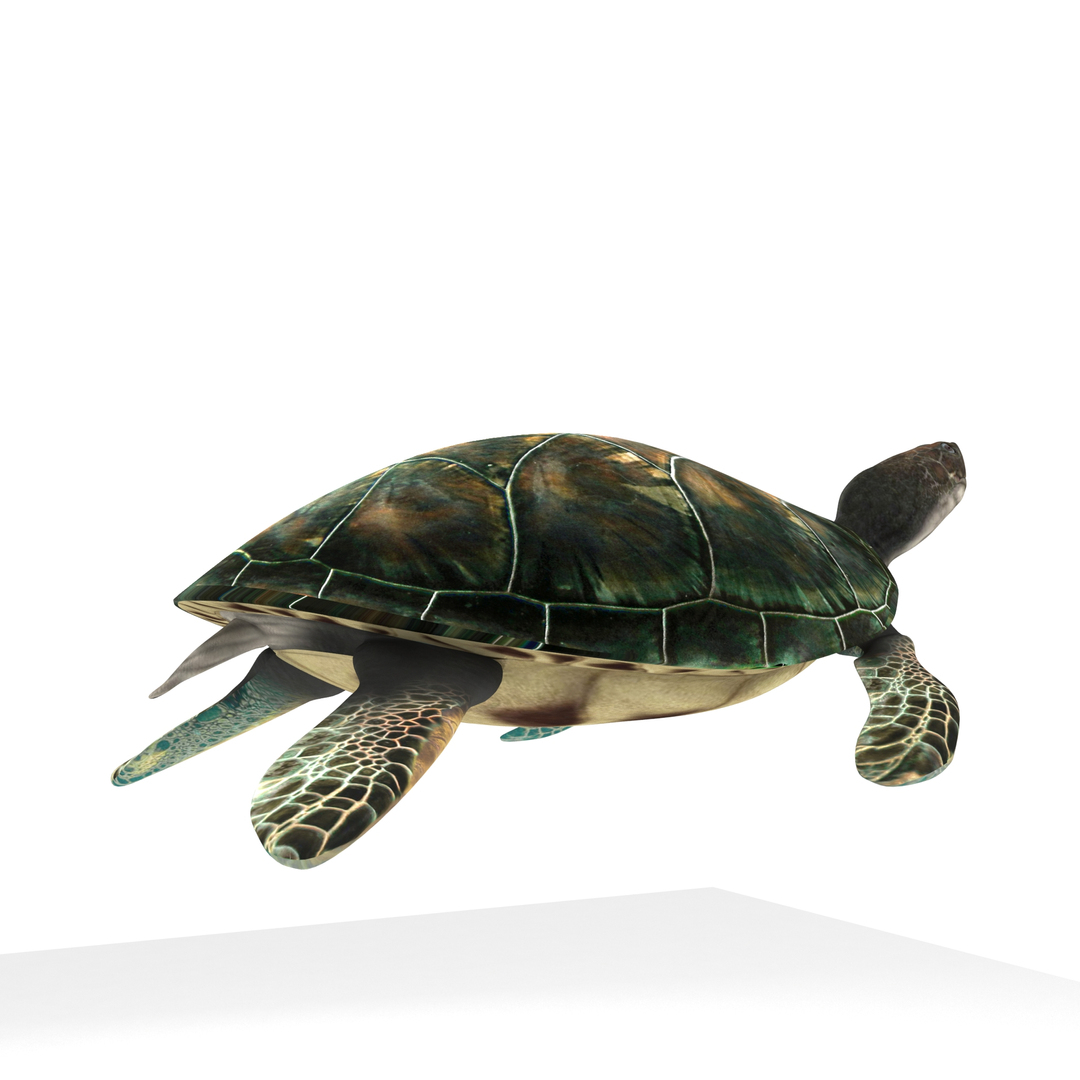 Sea turtle 3D model - TurboSquid 1337904