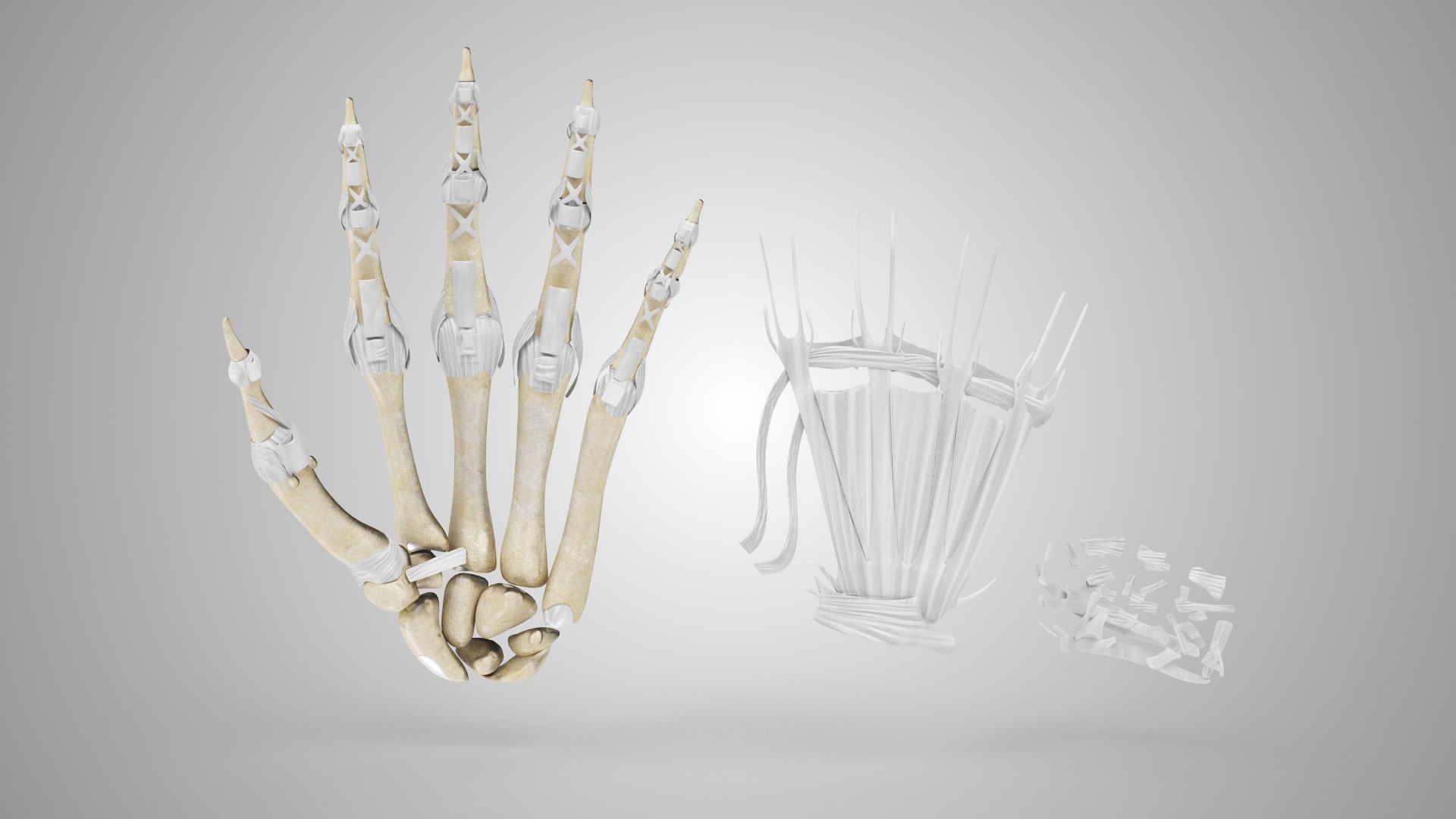 3D Hand Bones With Ligaments - TurboSquid 1924681