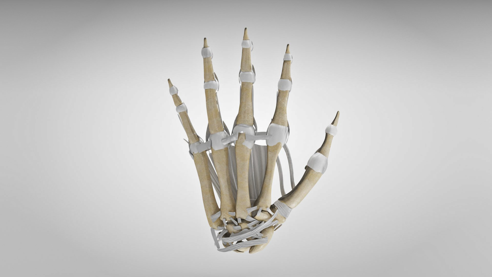 3D Hand Bones With Ligaments - TurboSquid 1924681