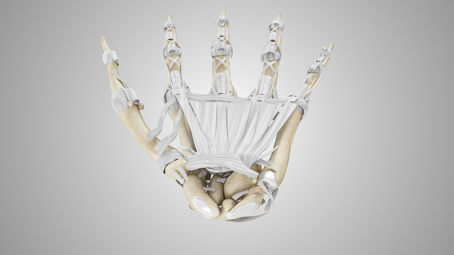 3D Hand Bones With Ligaments - TurboSquid 1924681