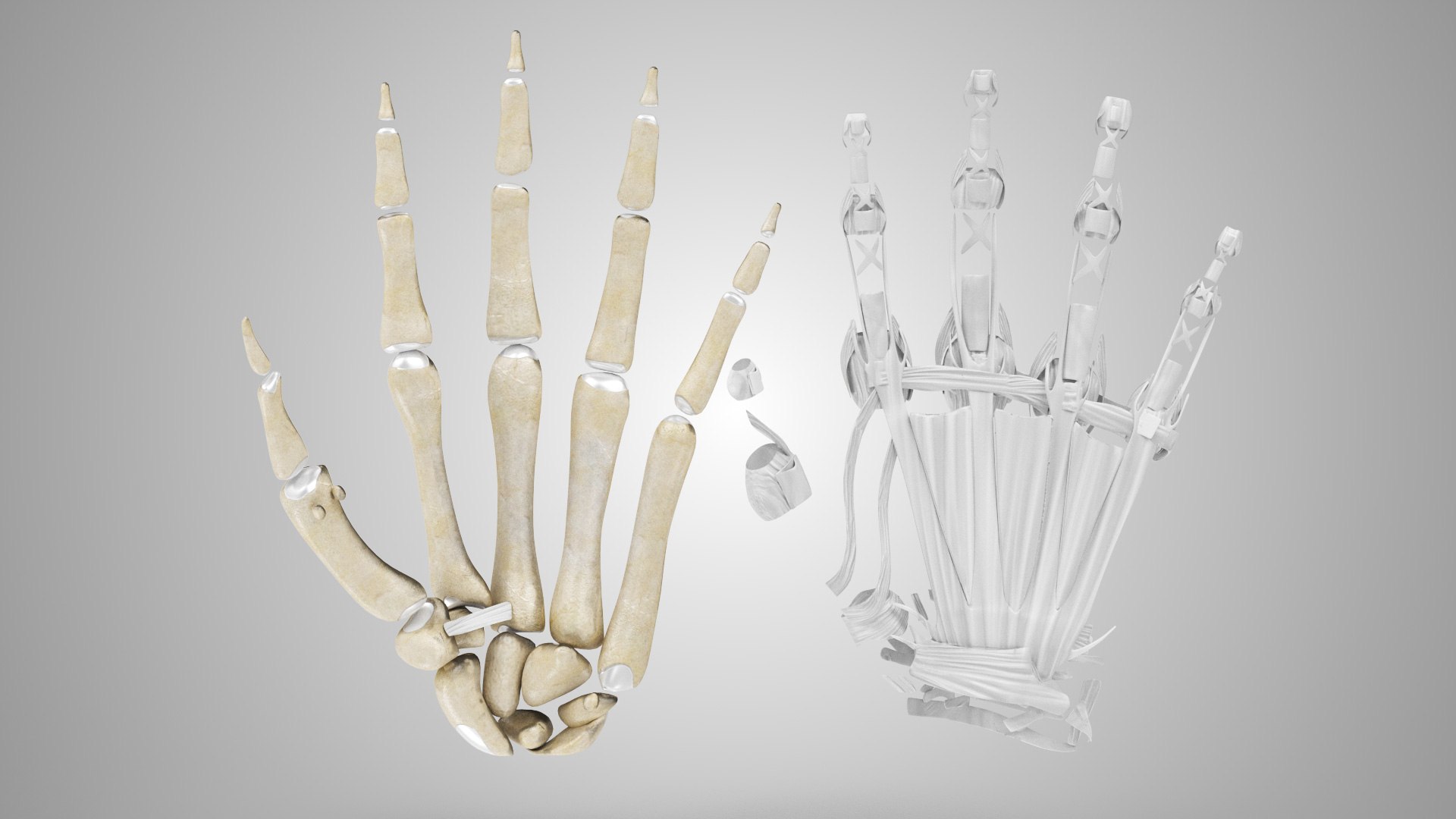 3D Hand Bones With Ligaments - TurboSquid 1924681
