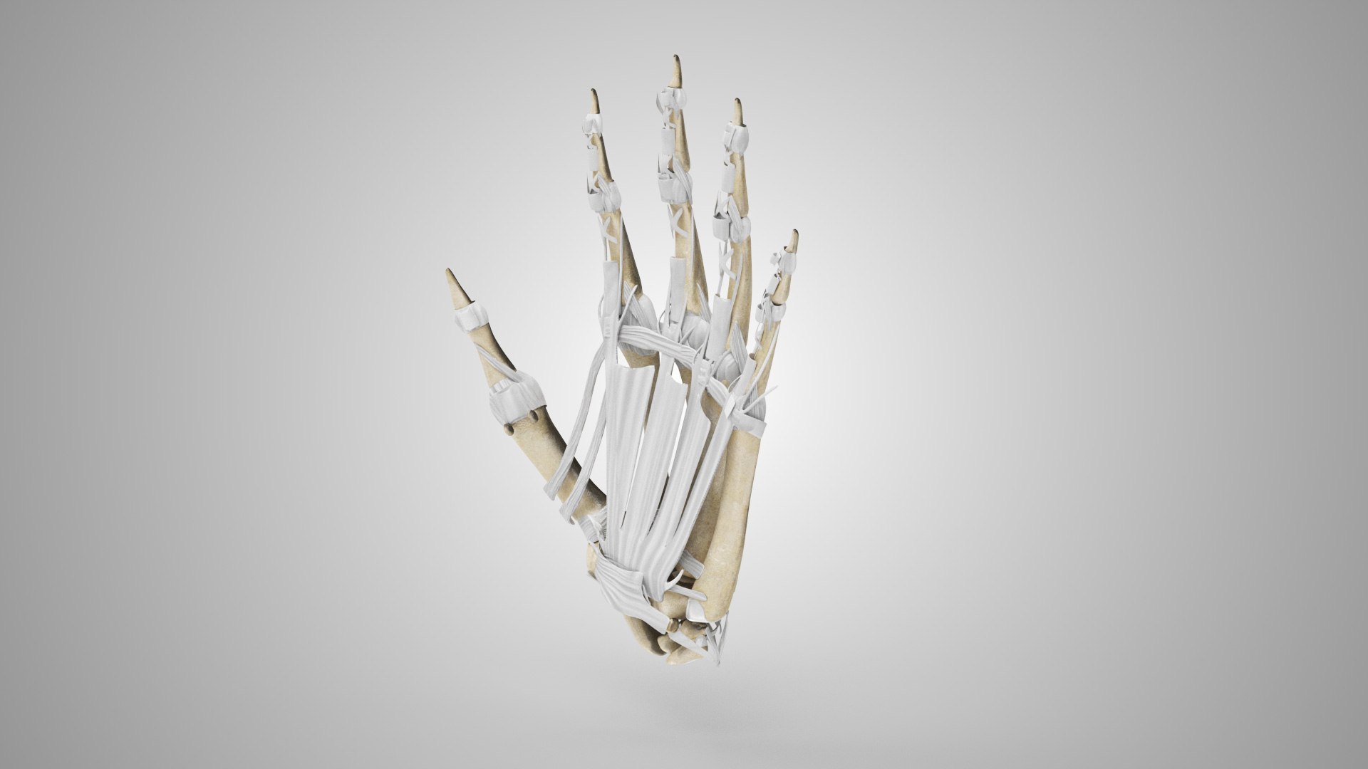 3D Hand Bones With Ligaments - TurboSquid 1924681