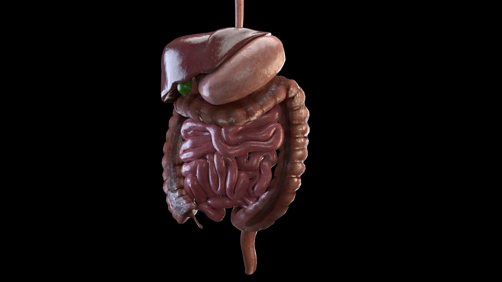 Digestive Intestine 3D Model - TurboSquid 1614806