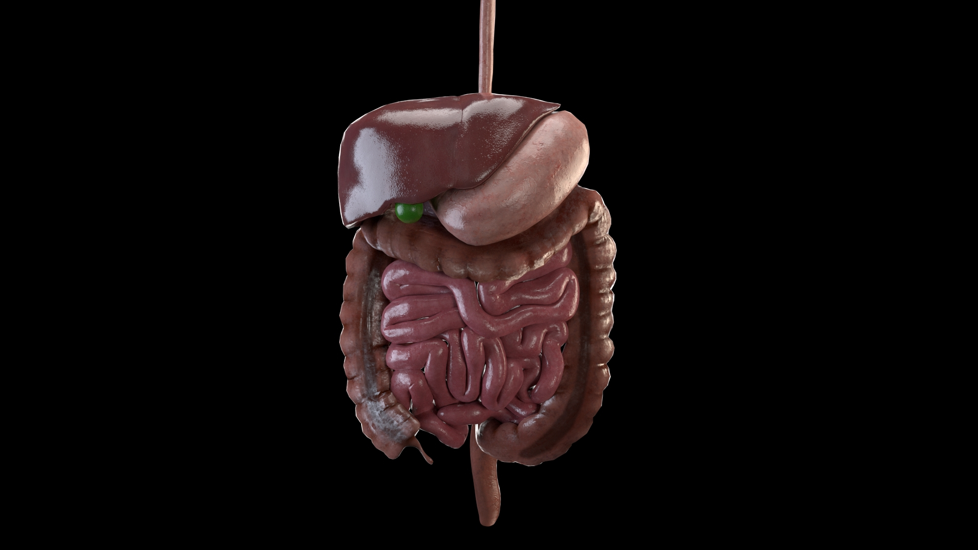 Digestive Intestine 3D Model - TurboSquid 1614806