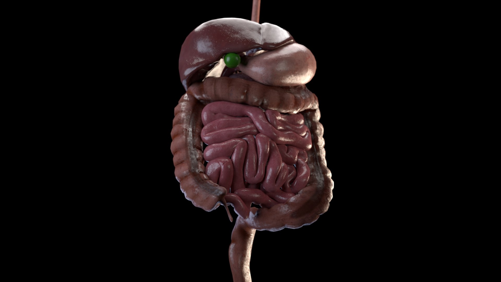Digestive Intestine 3D Model - TurboSquid 1614806